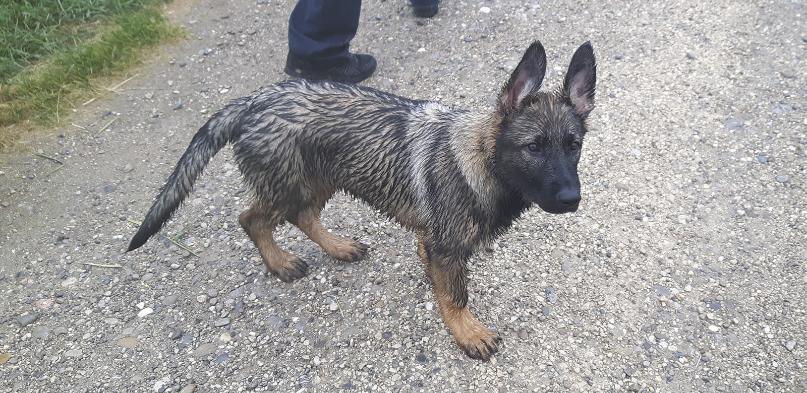 Meine Hunde – Augsburger Hundeschule