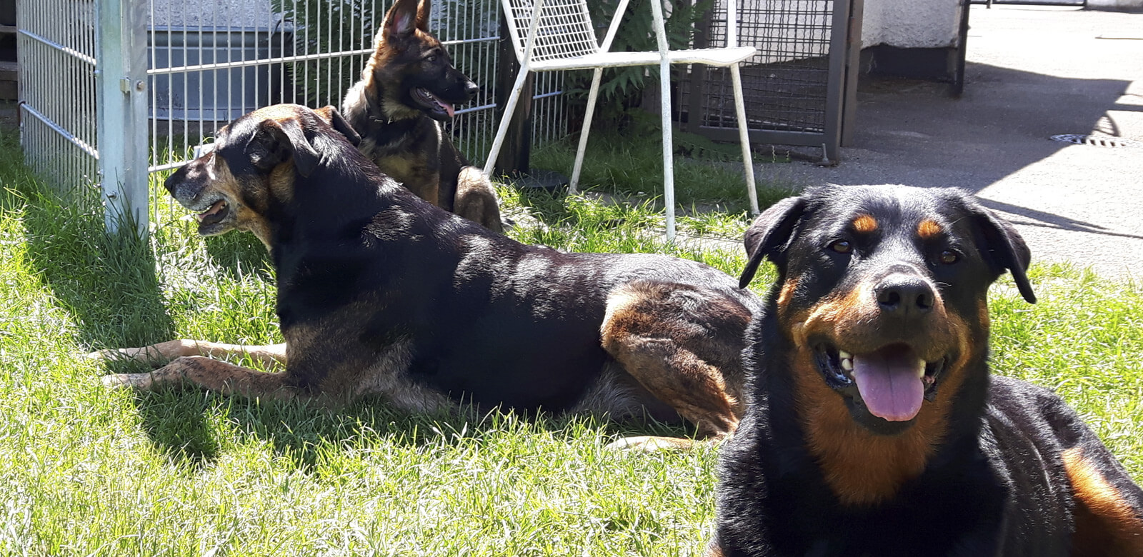 Meine Hunde – Augsburger Hundeschule