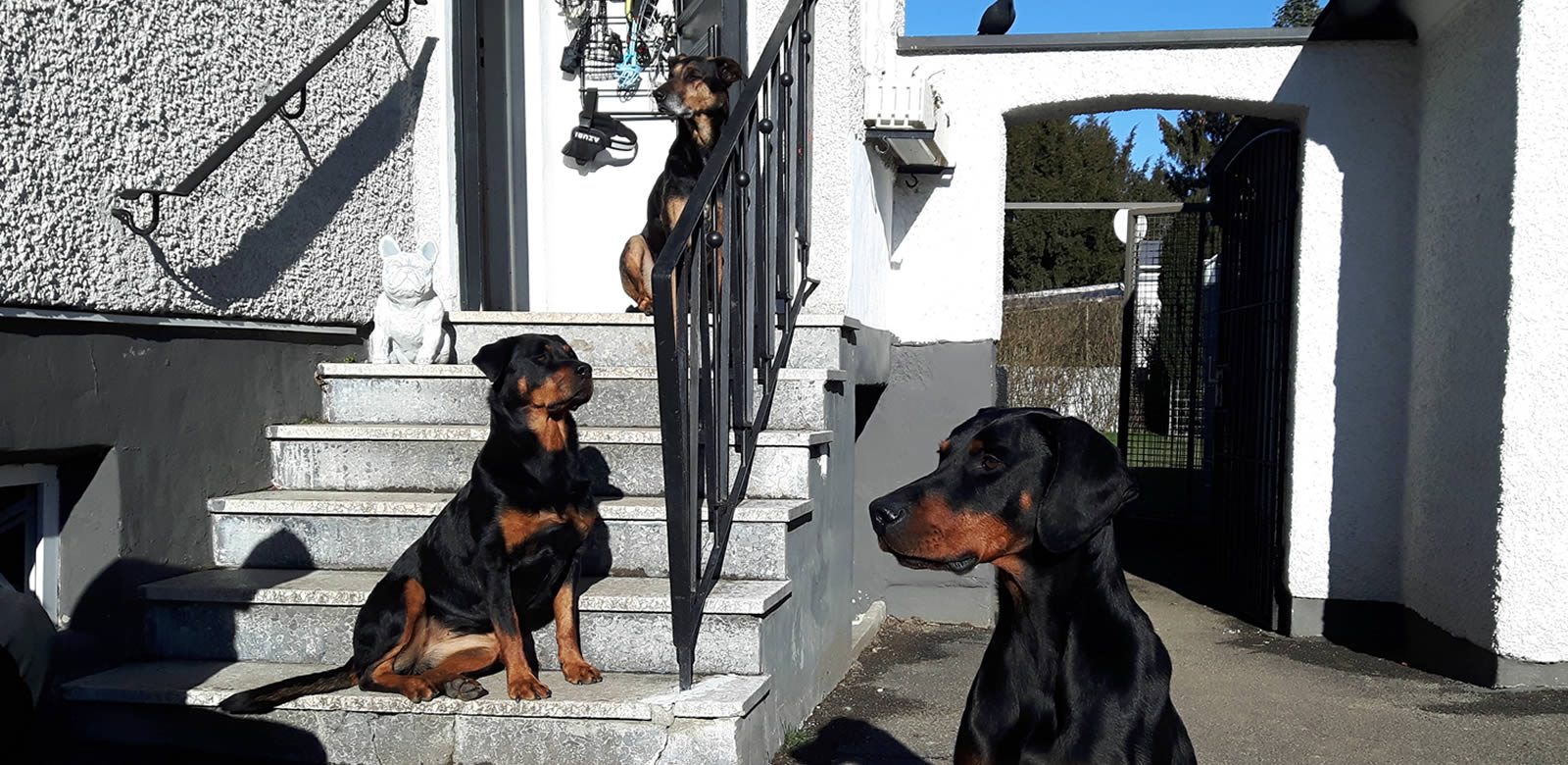 Meine Hunde – Augsburger Hundeschule