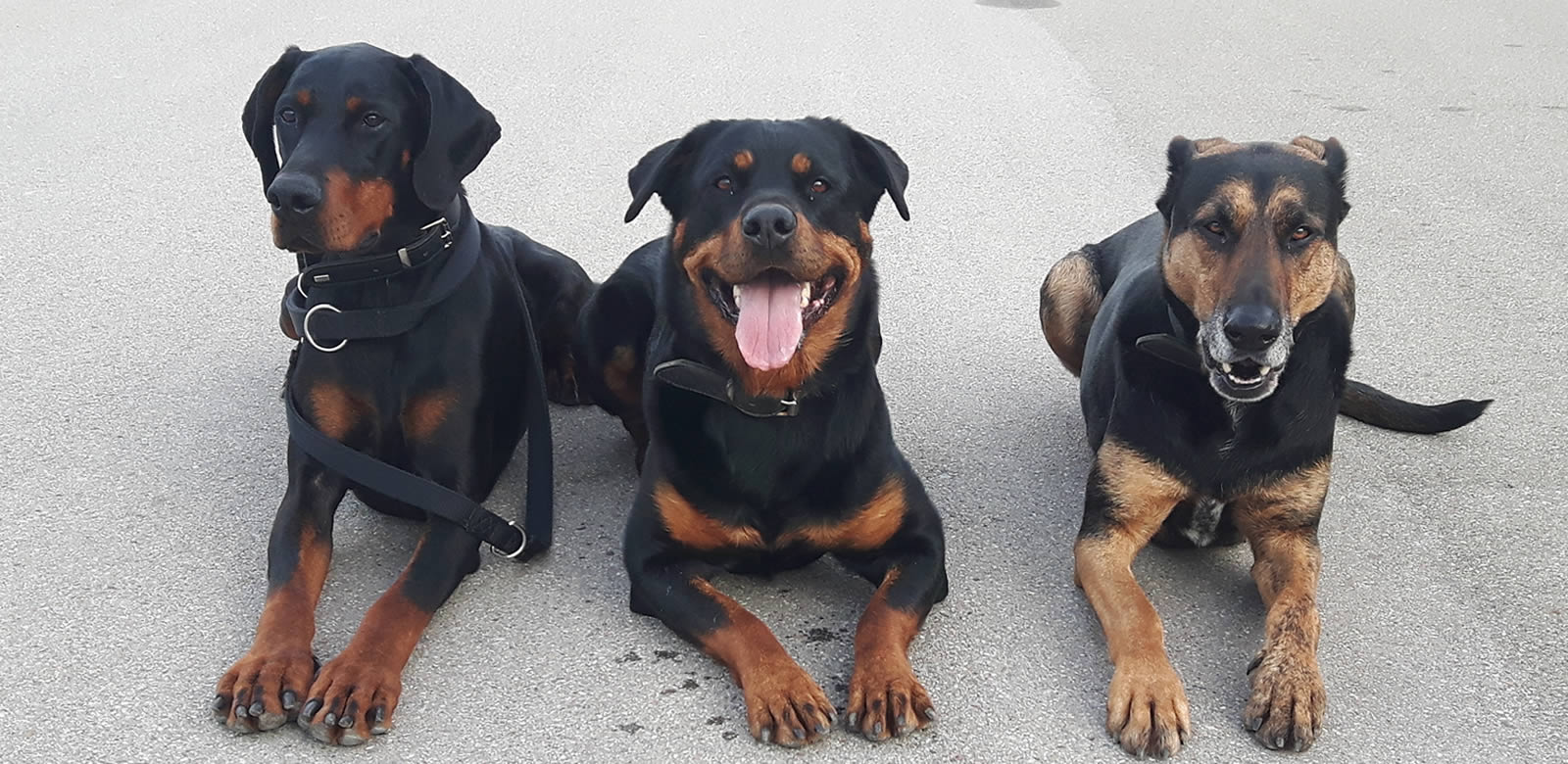 Meine Hunde – Augsburger Hundeschule