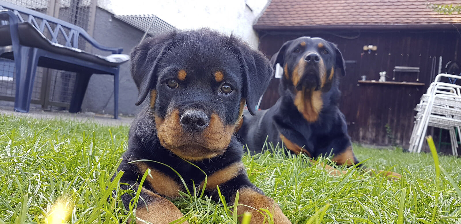 Meine Hunde – Augsburger Hundeschule