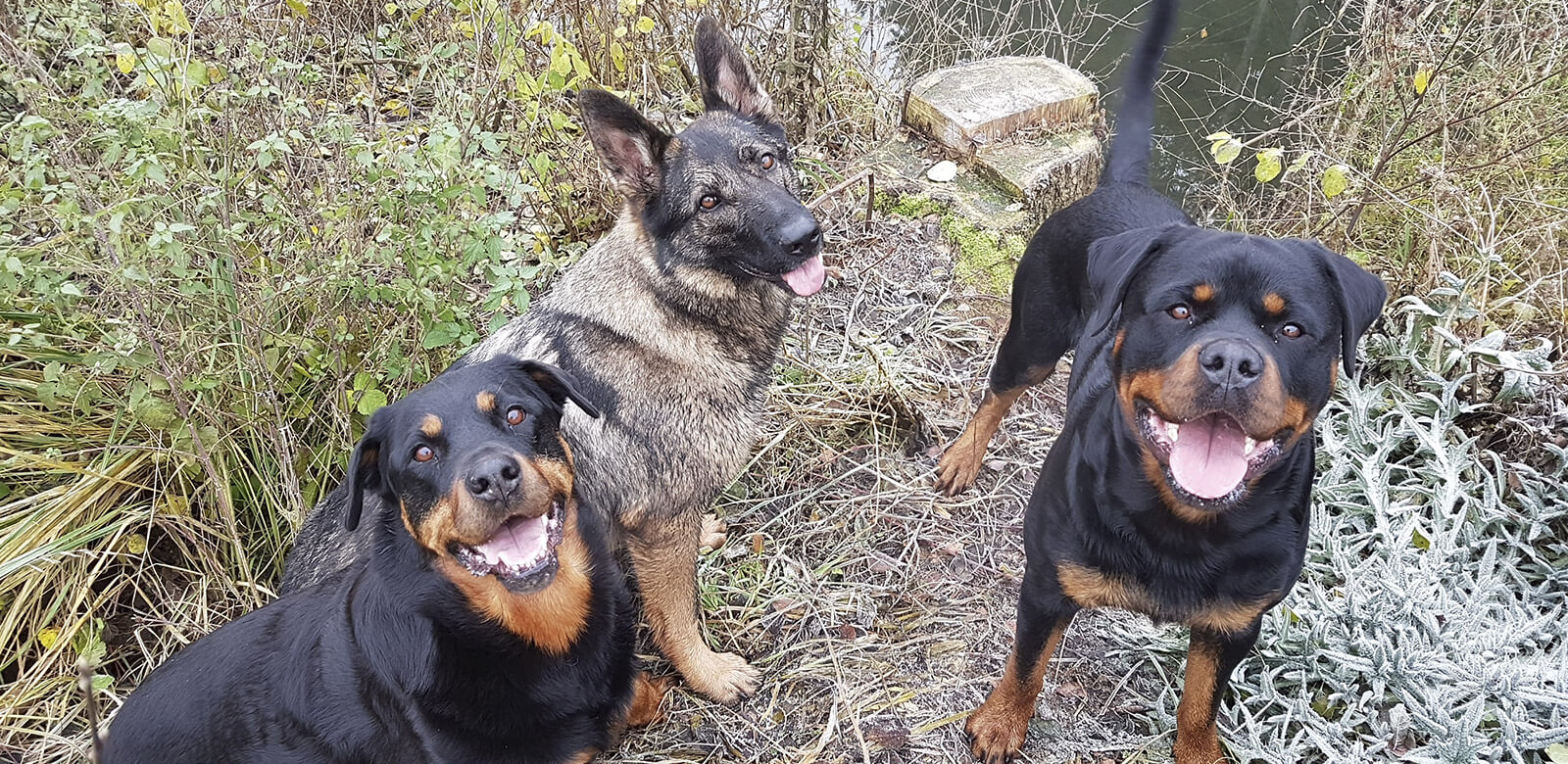 Meine Hunde – Augsburger Hundeschule