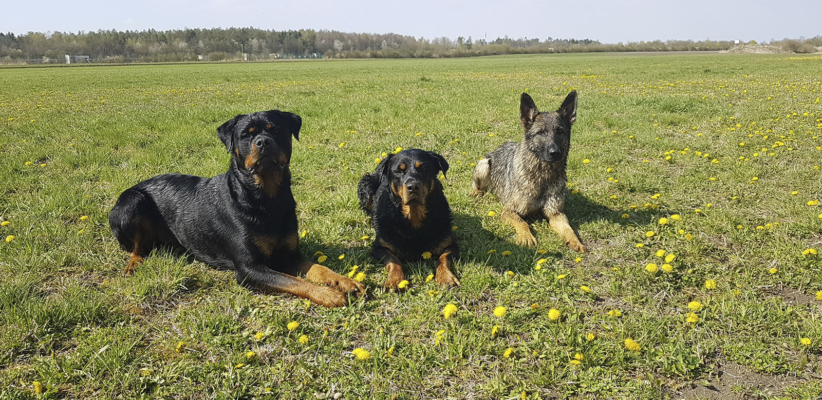 Meine Hunde – Augsburger Hundeschule